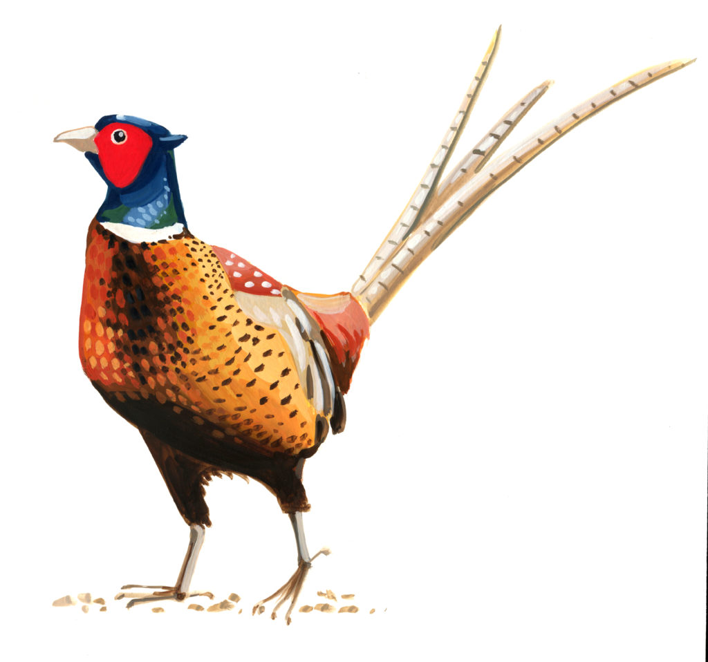 Aufrechter Fasan – mariandlee.com